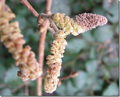 Ramblings of a Naturalist: March 2011